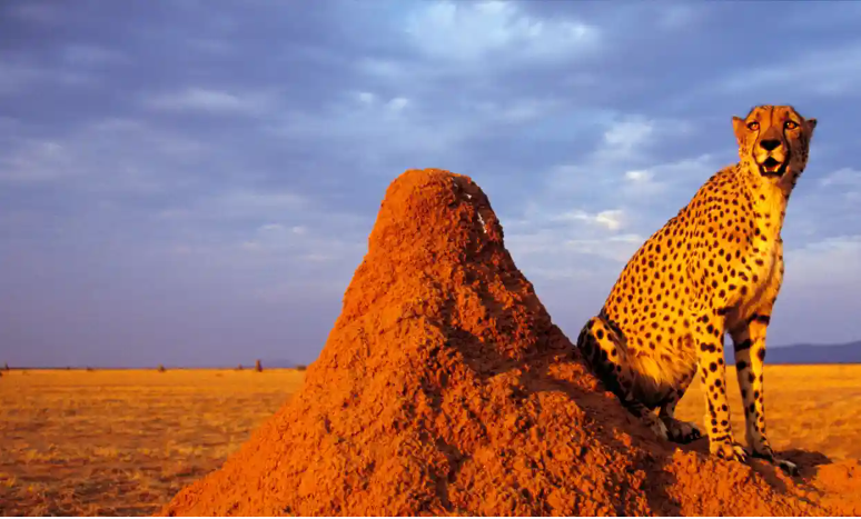 भारतले आठ नामिबियाई चितुवा जङ्गलमा छाड्यो – NepalWatch