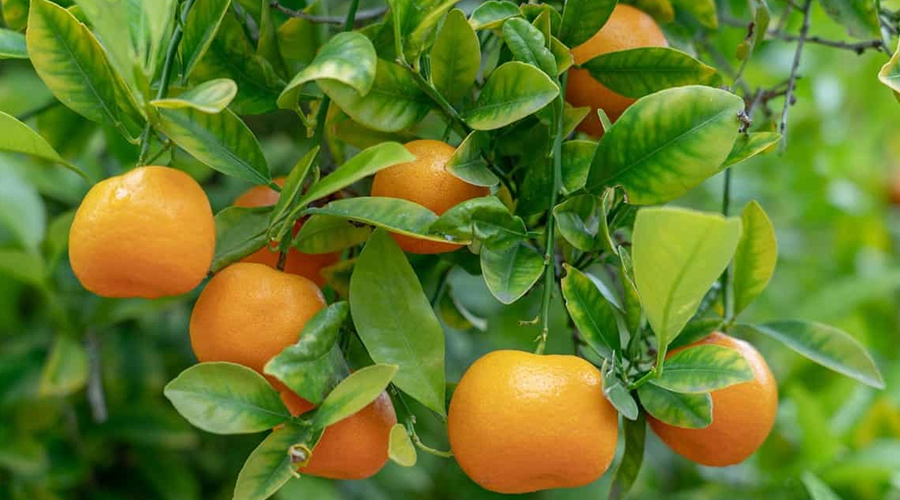 यस वर्ष सुन्तलाको उत्पादन बढ्यो – NepalWatch