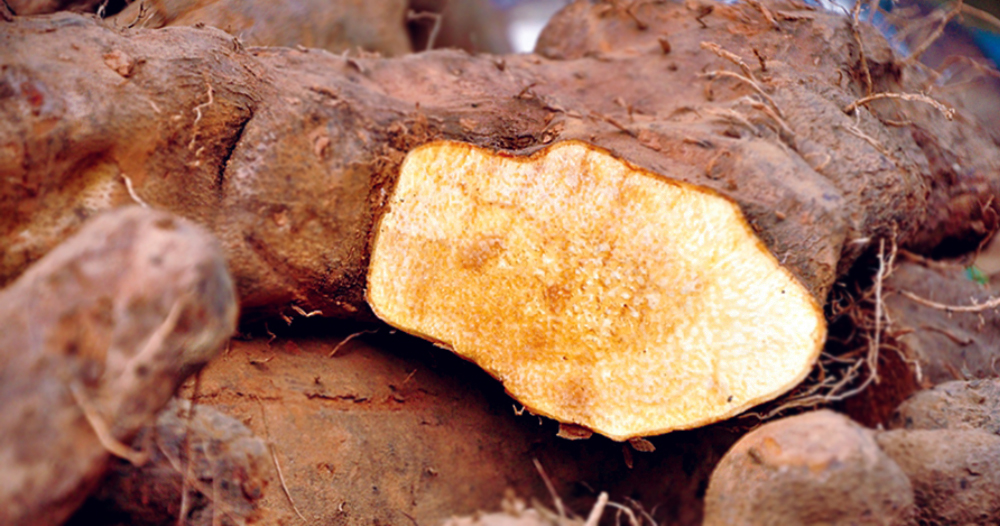 बजारमा तरुलको माग बढ्दो – NepalWatch