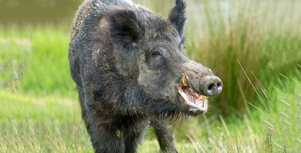 बँदेलमा देखियो ‘अफ्रिकन स्वाइन फिभर’ – NepalWatch